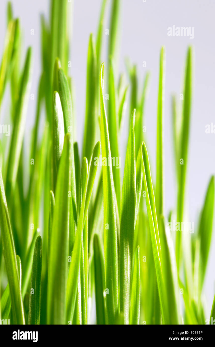 Wheatgrass blades hi-res stock photography and images - Alamy