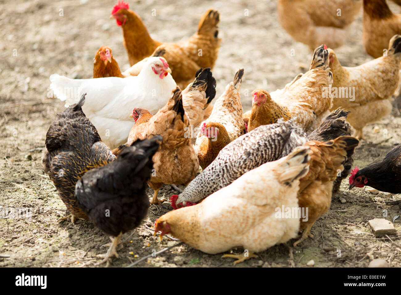 Chicken farming hi-res stock photography and images - Alamy