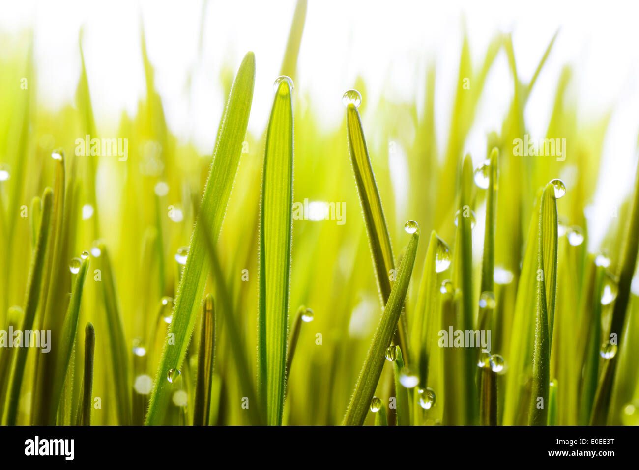Wheatgrass with water droplets Stock Photo - Alamy