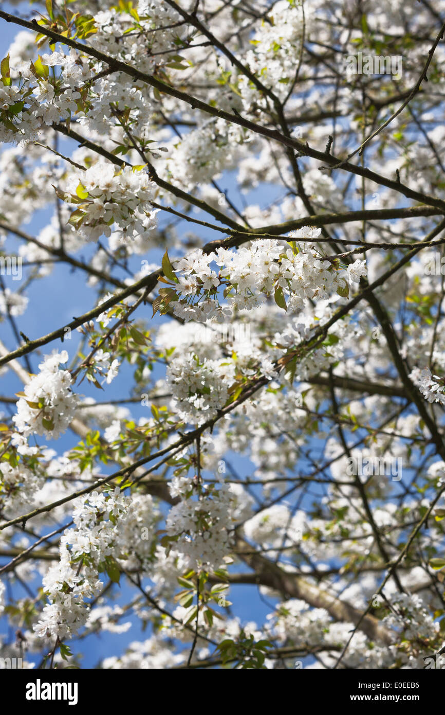 Cherry tree in bloom in an early spring Stock Photo - Alamy