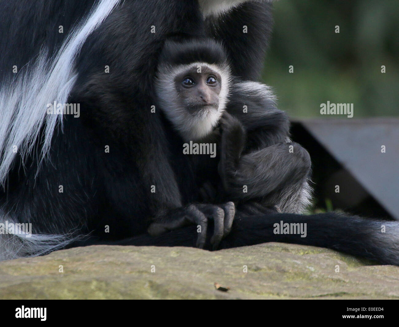 Guereza du kilimandjaro hi-res stock photography and images - Alamy