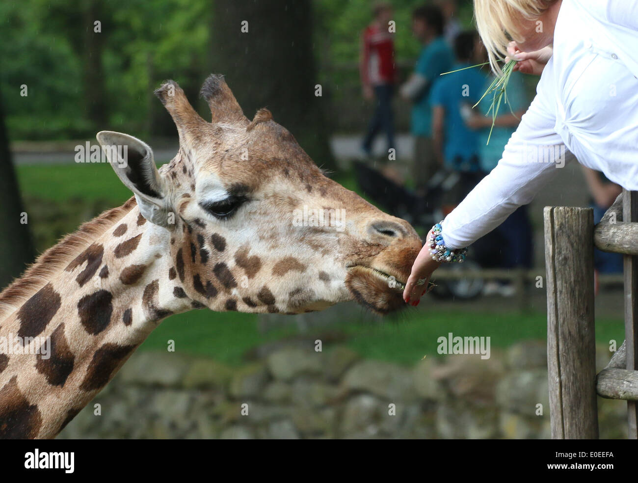 Woman feeding Rothschild's giraffe a.k.a. Baringo or Ugandan giraffe ...
