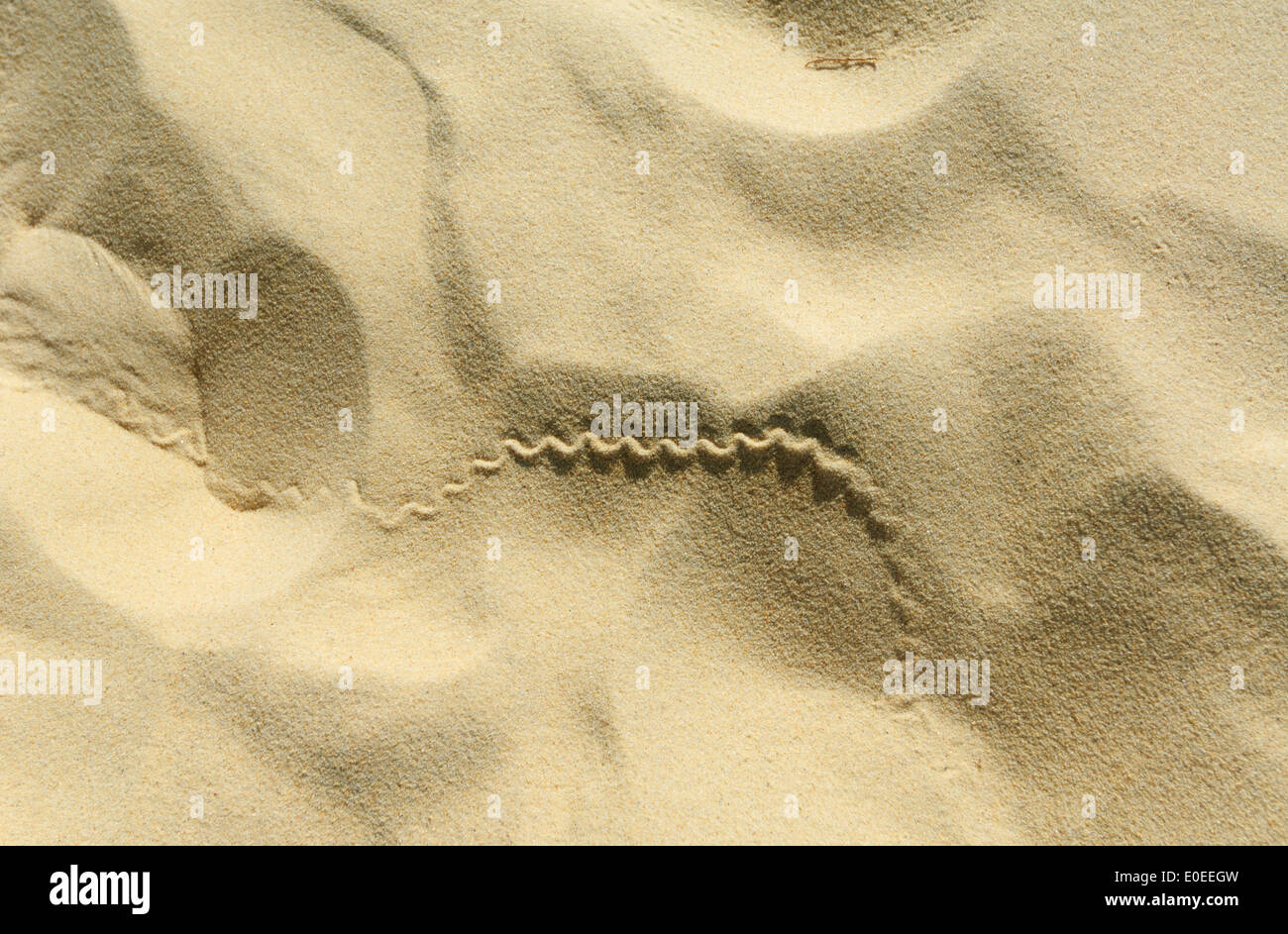 Animal tracks in sand hi-res stock photography and images - Alamy