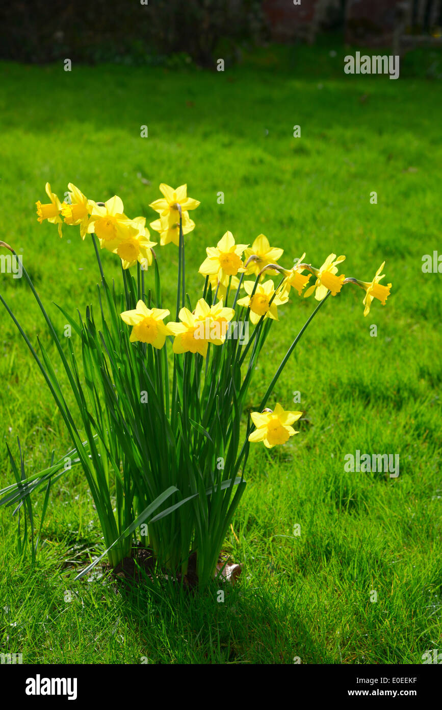 Spring daffodils in field, Colnbrook, Berkshire, England, United ...