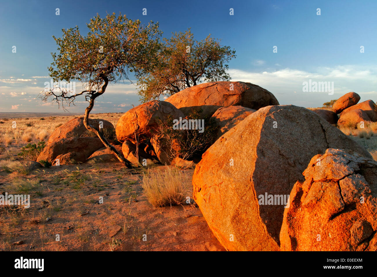 Landscape with granite boulders and trees at sunrise, Brandberg ...