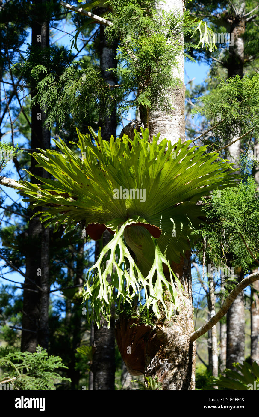 Staghorn Fern Stock Photos & Staghorn Fern Stock Images - Alamy