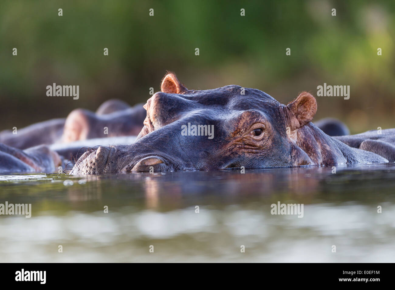 Hippopotamus hippo bull wildlife animal closeup photo in water Stock ...