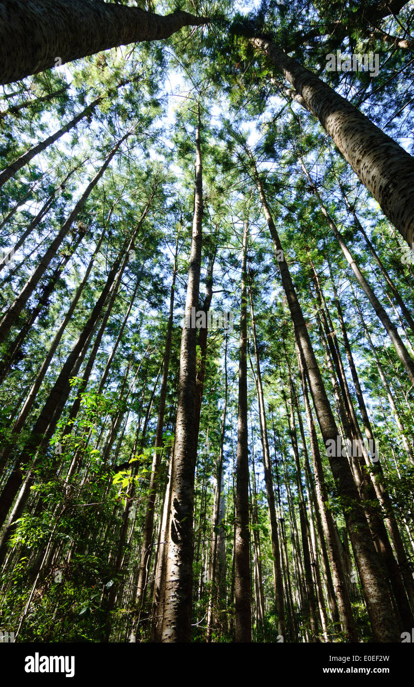 Tall Forest, Fraser Island, Queensland, QLD, Australia Stock Photo - Alamy