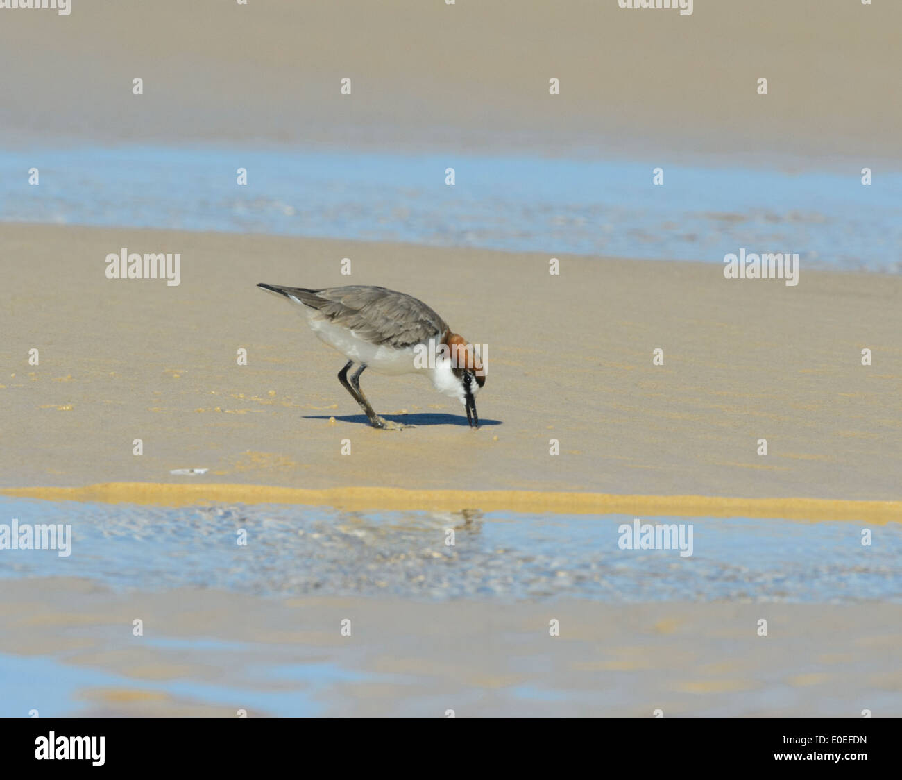 Male red capped plover hi-res stock photography and images - Alamy