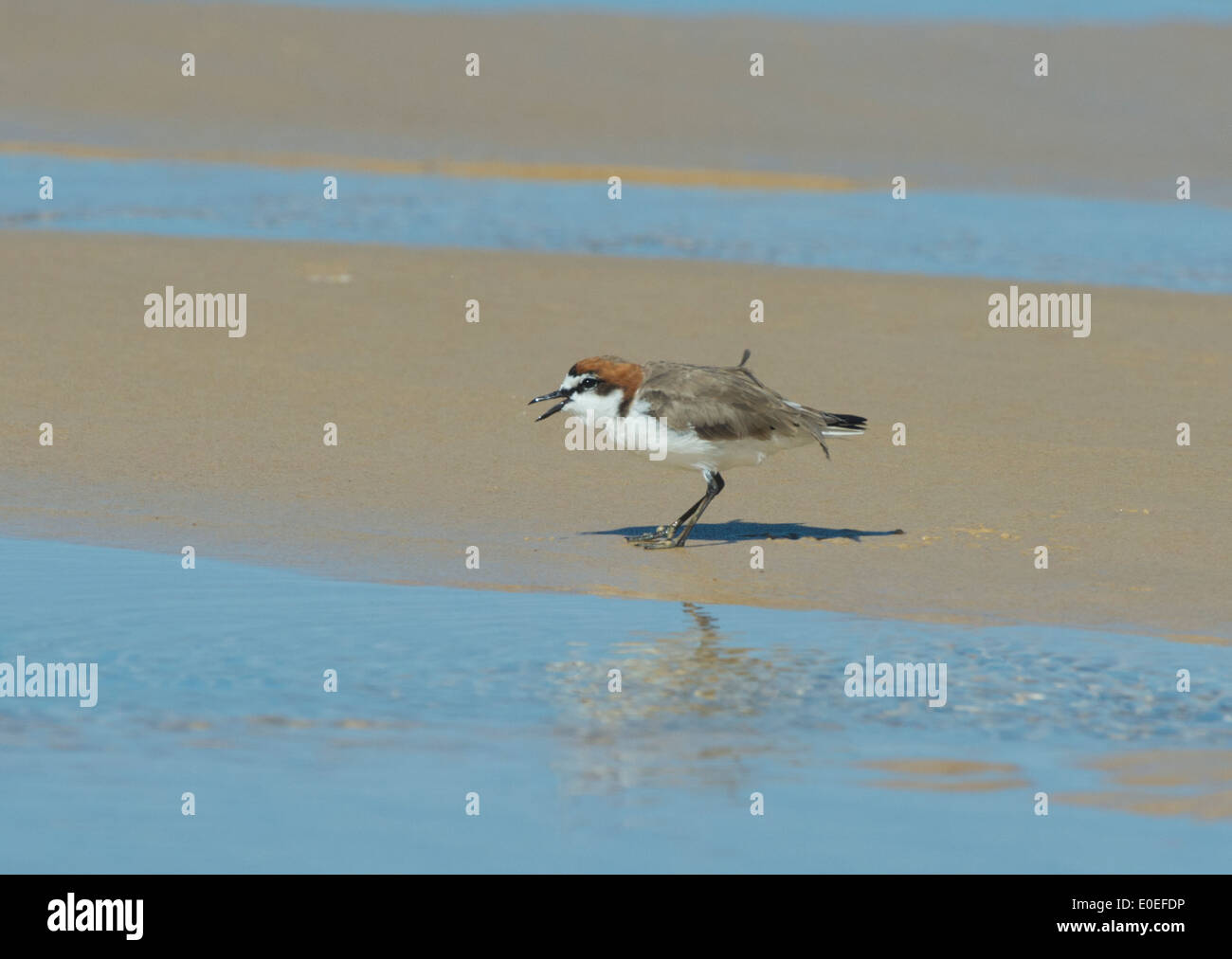 Australian plover hi-res stock photography and images - Alamy