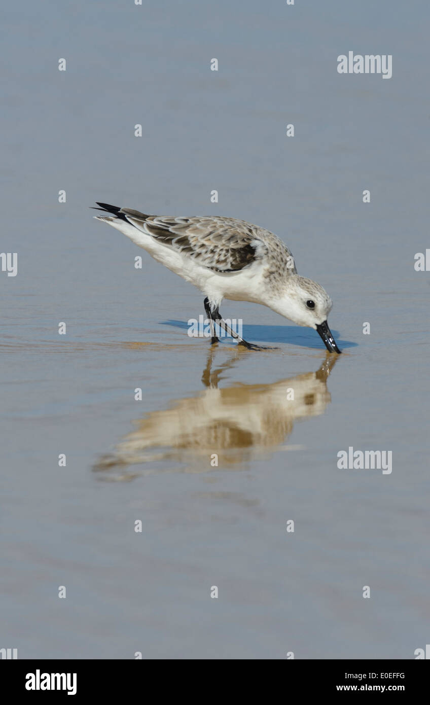 Sanderling (Calidris alba) - Fraser Island - Queensland - Australia ...