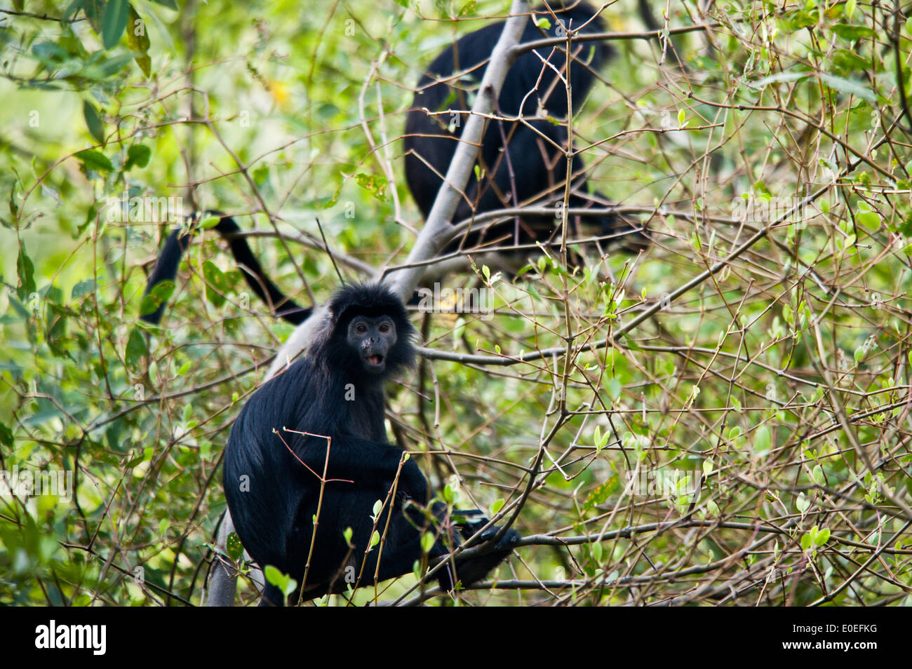 Jakarta, Indonesia. 10th May, 2014. Long-tailed Lutung Jawa monkeys sit ...