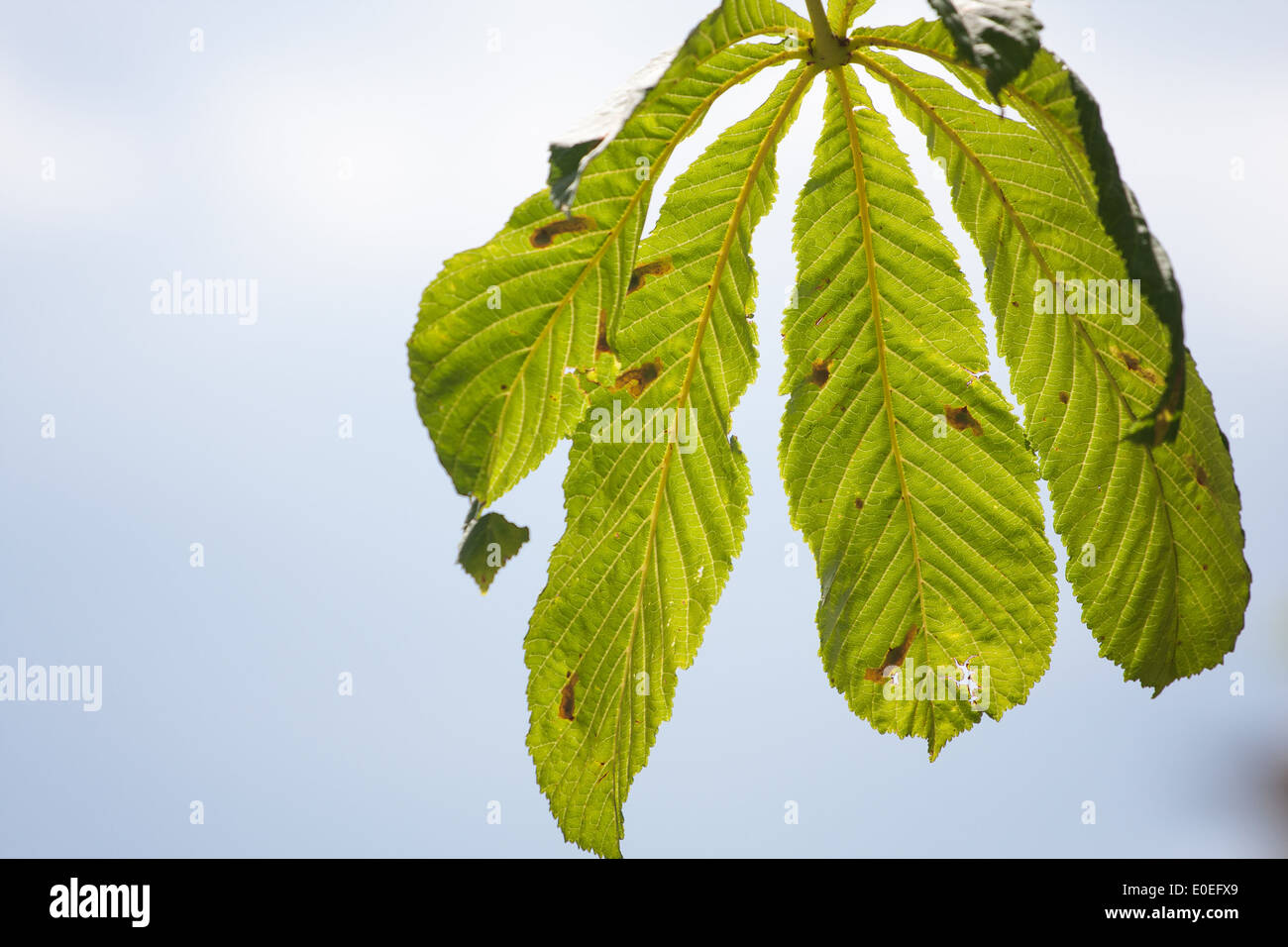 Horse chestnut life cycle hi-res stock photography and images - Alamy