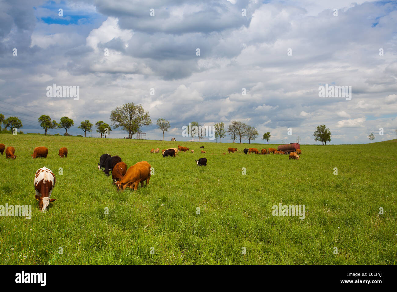 Cows spring hi-res stock photography and images - Alamy