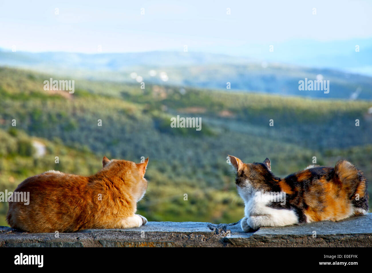 Two cats lying on a wall with panoramic view of hilly landscape Stock ...