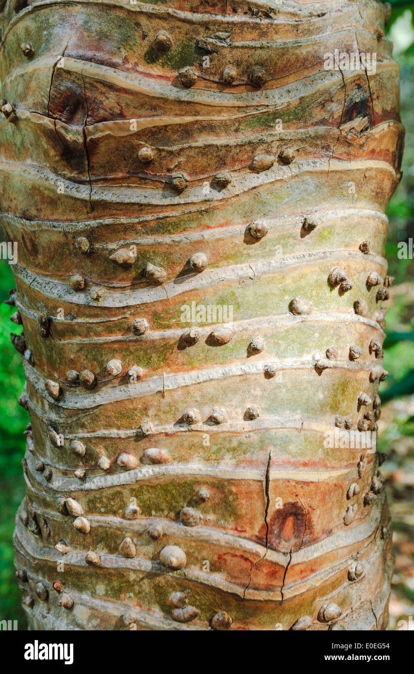 Pandanus spp, Fraser Island, QLD, Australia Stock Photo - Alamy
