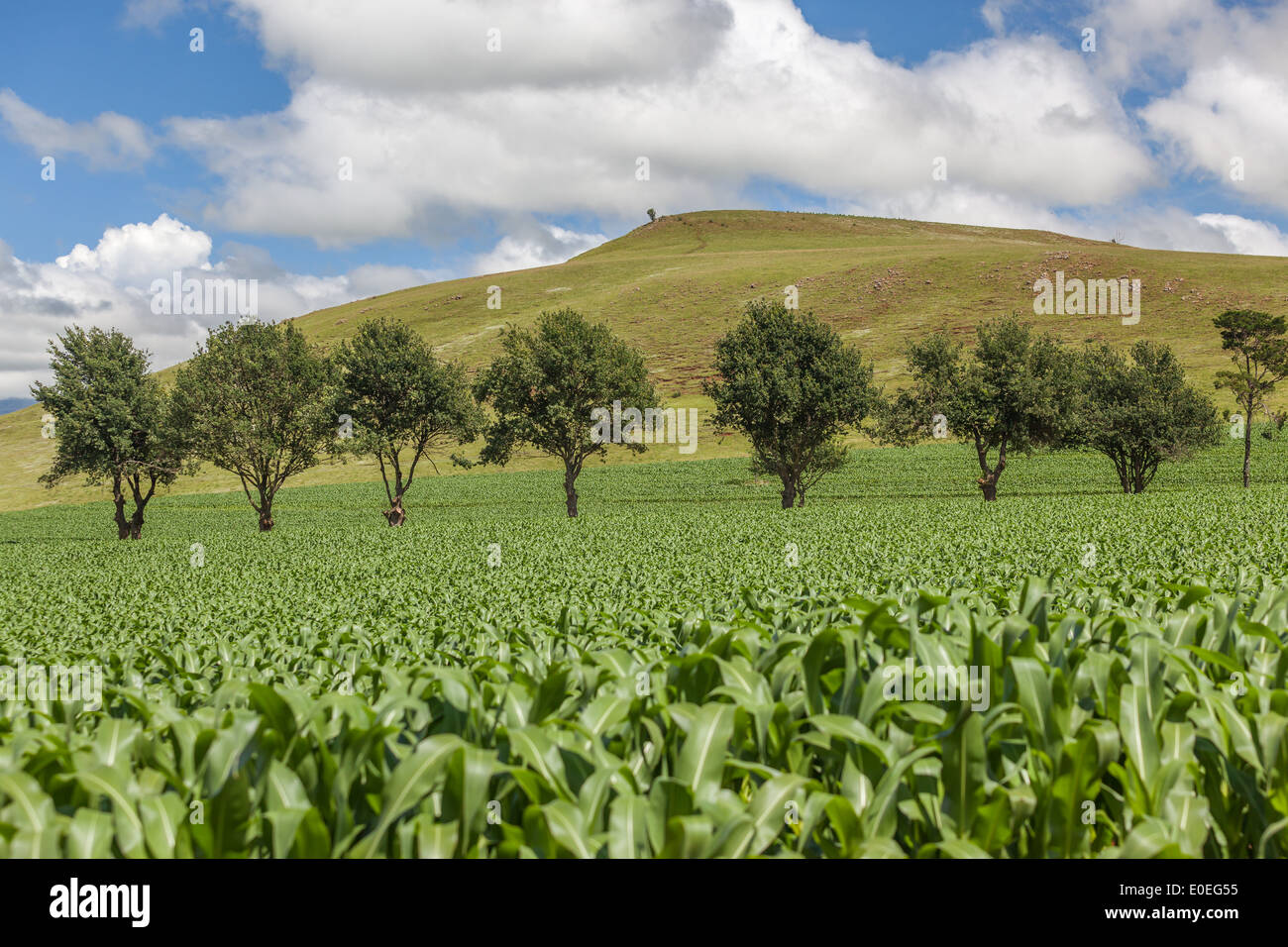 Food agriculture farm maize corn vegetable crops rural mountain ...