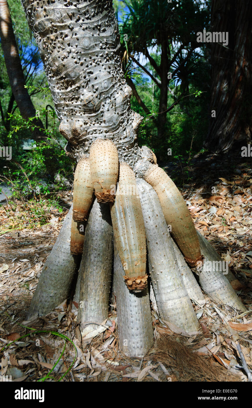 Pandanus spp, Fraser Island, Queensland, QLD, Australia Stock Photo - Alamy