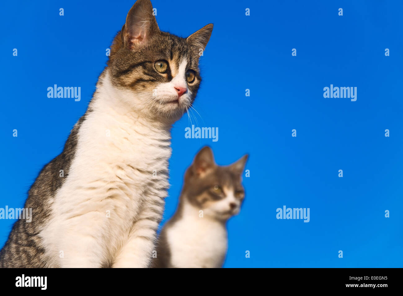 Two cats side by side against blue sky Stock Photo - Alamy