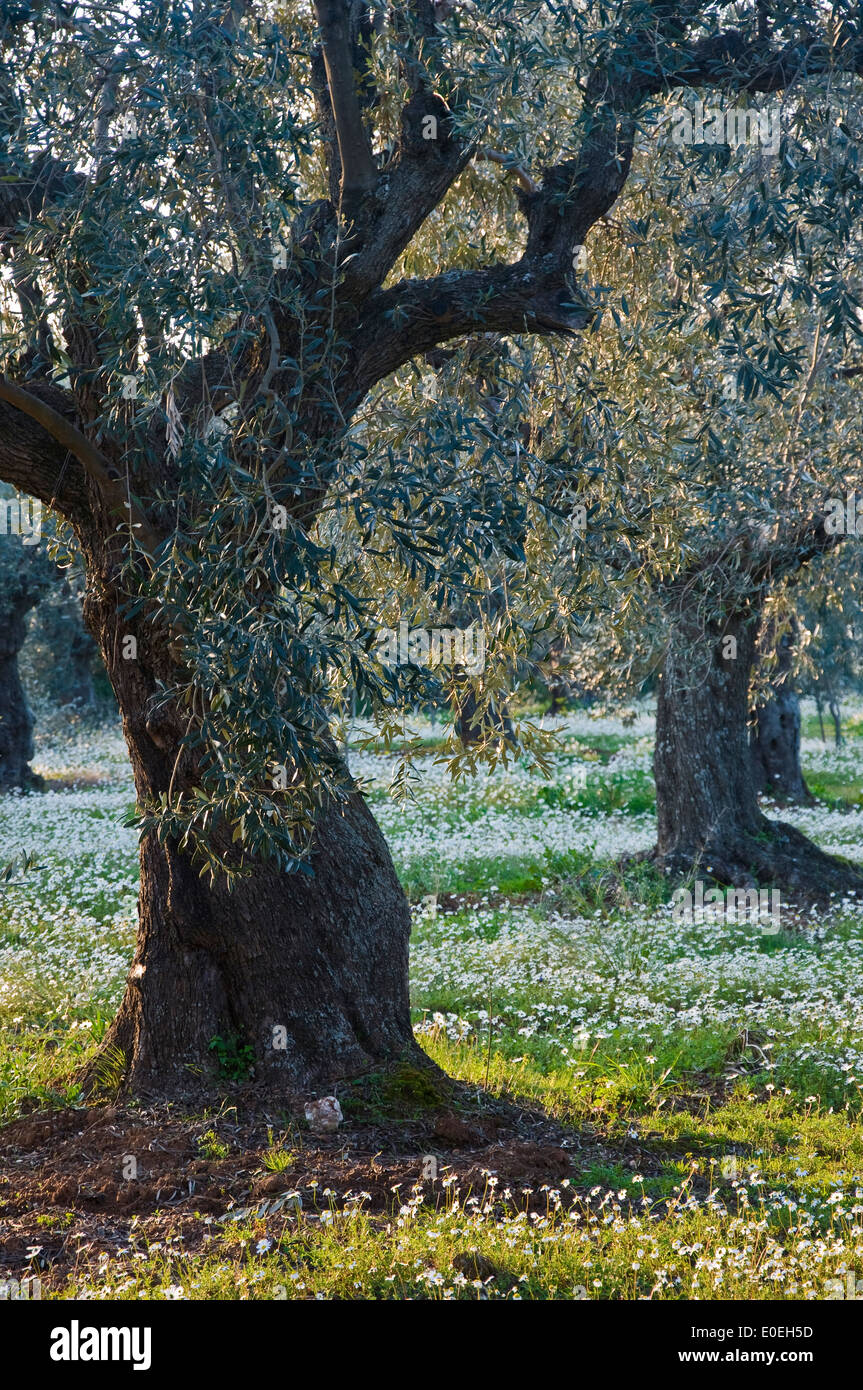 Olive trees (Olea europaea) on flower field in spring Stock Photo - Alamy