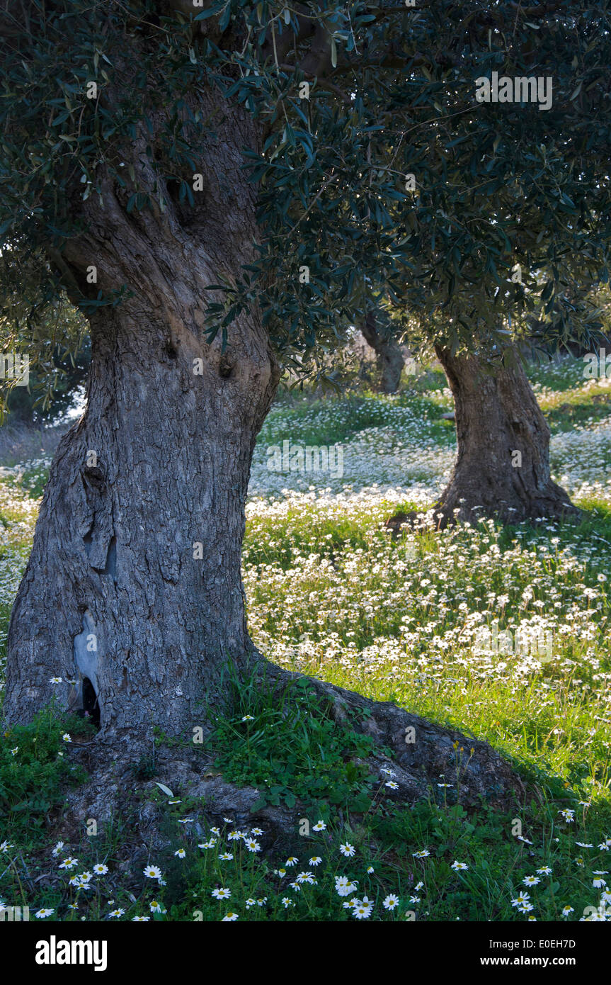 Old trees in spring hi-res stock photography and images - Alamy