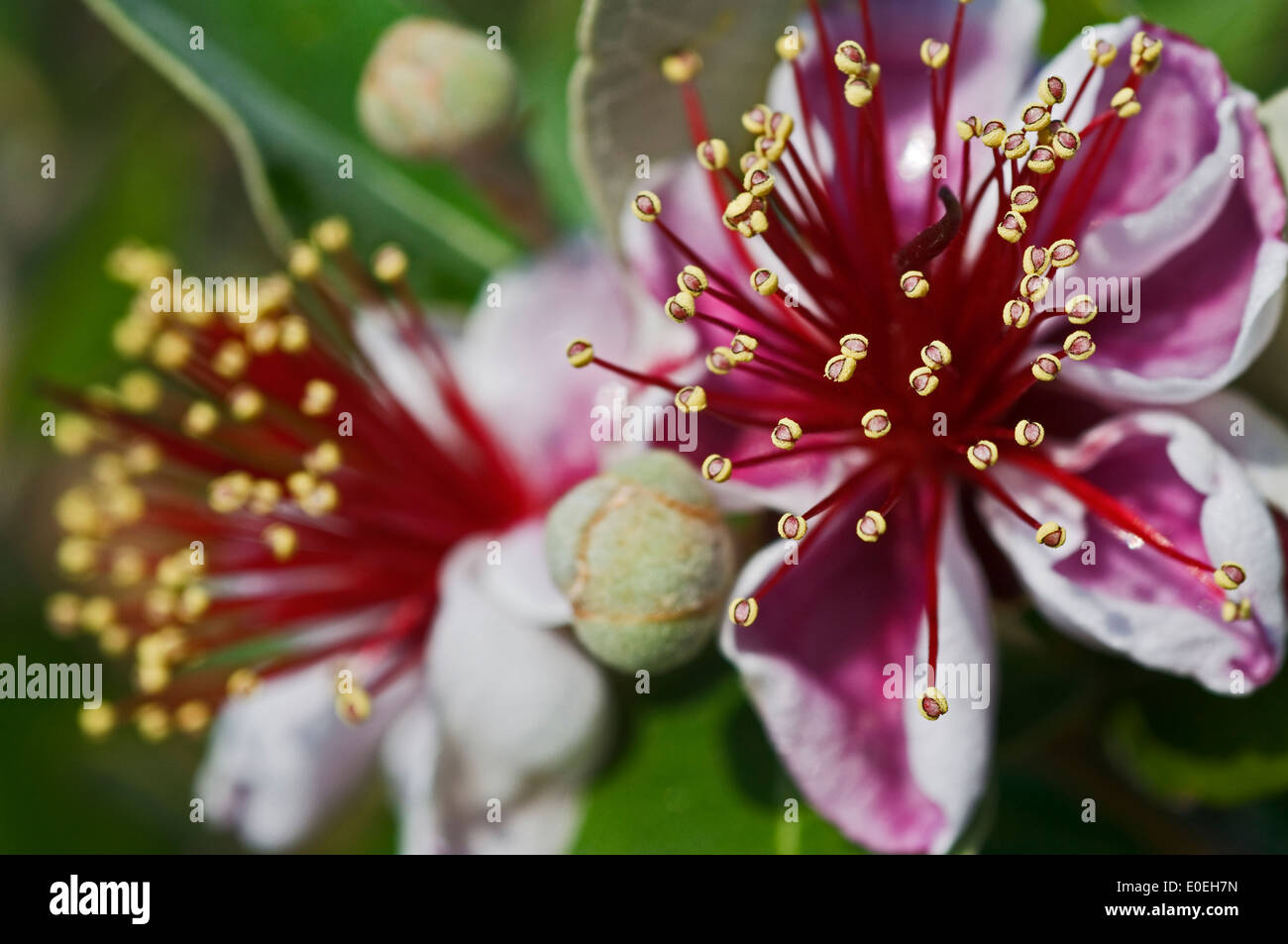 Guava flower hi-res stock photography and images - Alamy