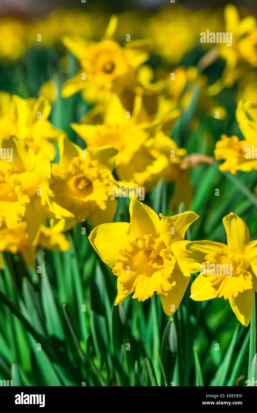 Daffodils in spring time Stock Photo - Alamy