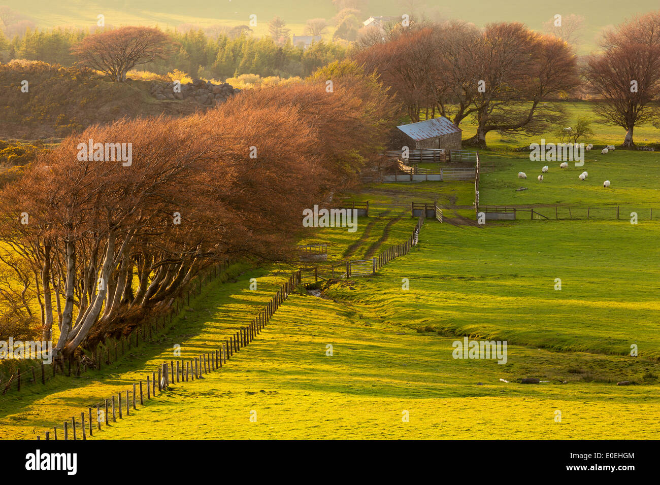 Beautiful golden sunlight on the english countryside. Uk Stock Photo ...