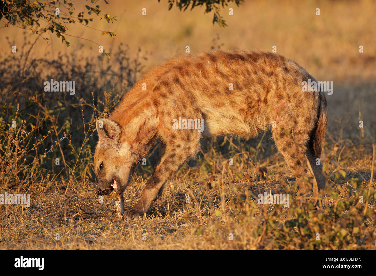 Chonaic Albino Hyena Hyena Baby Stock Photos, Royalty Free Hyena Baby