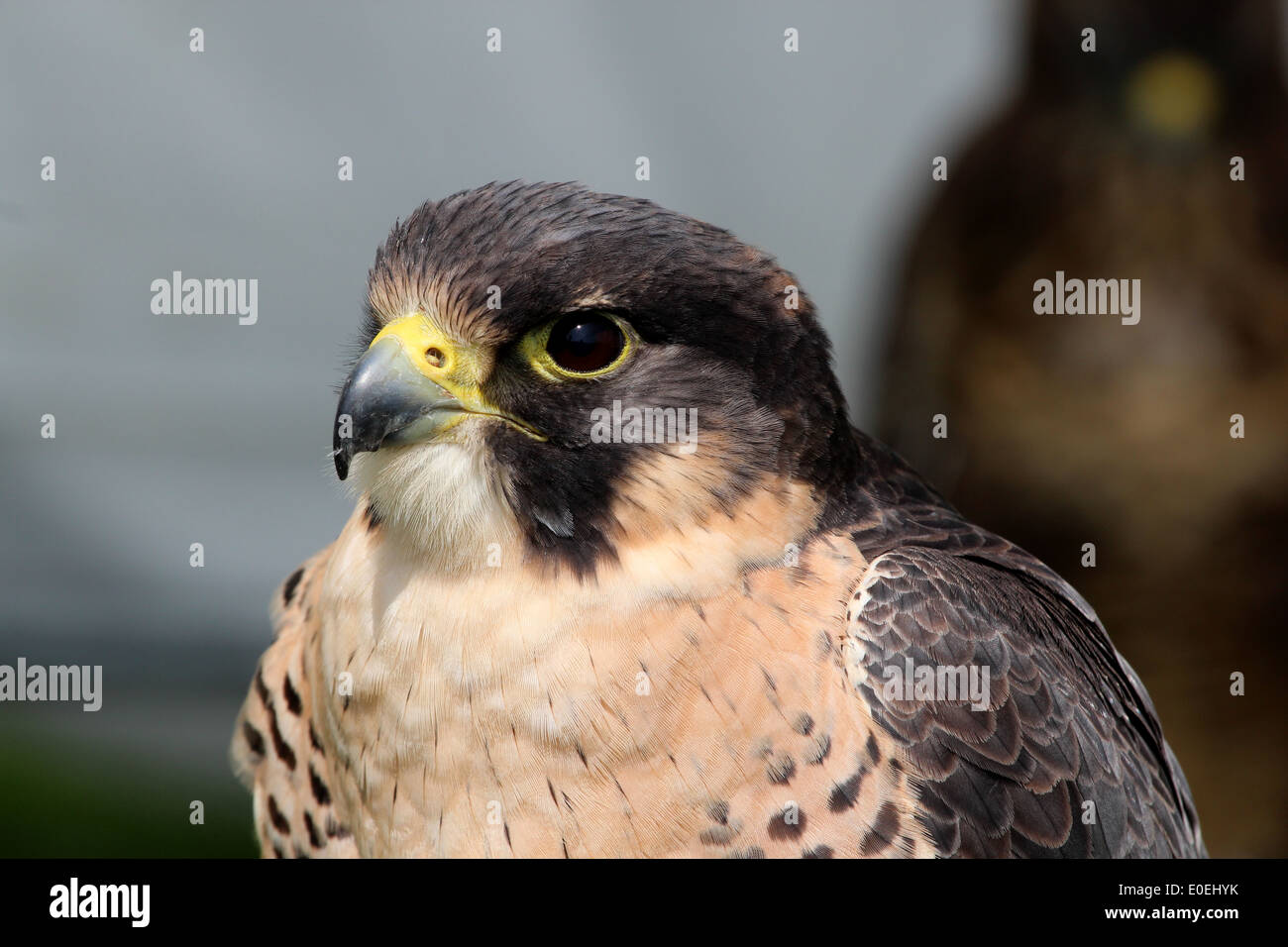 Headshot of a peregrine falcon Stock Photo - Alamy