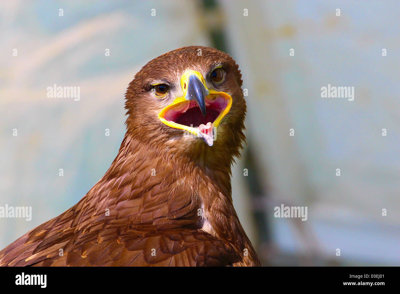 Close up, face on shot of a Harris Hawk with it's beak open Stock Photo ...