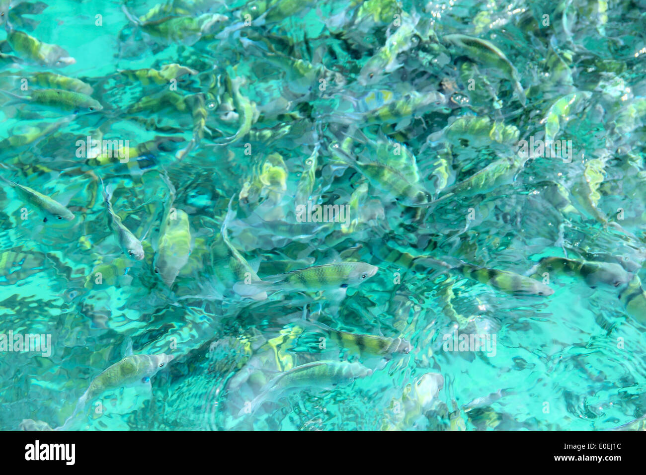 Photo of a tropical Fish in transparent blue sea water close-up Stock ...