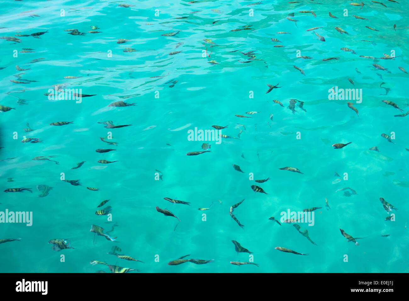 Photo of a tropical Fish in transparent blue sea water close-up Stock ...