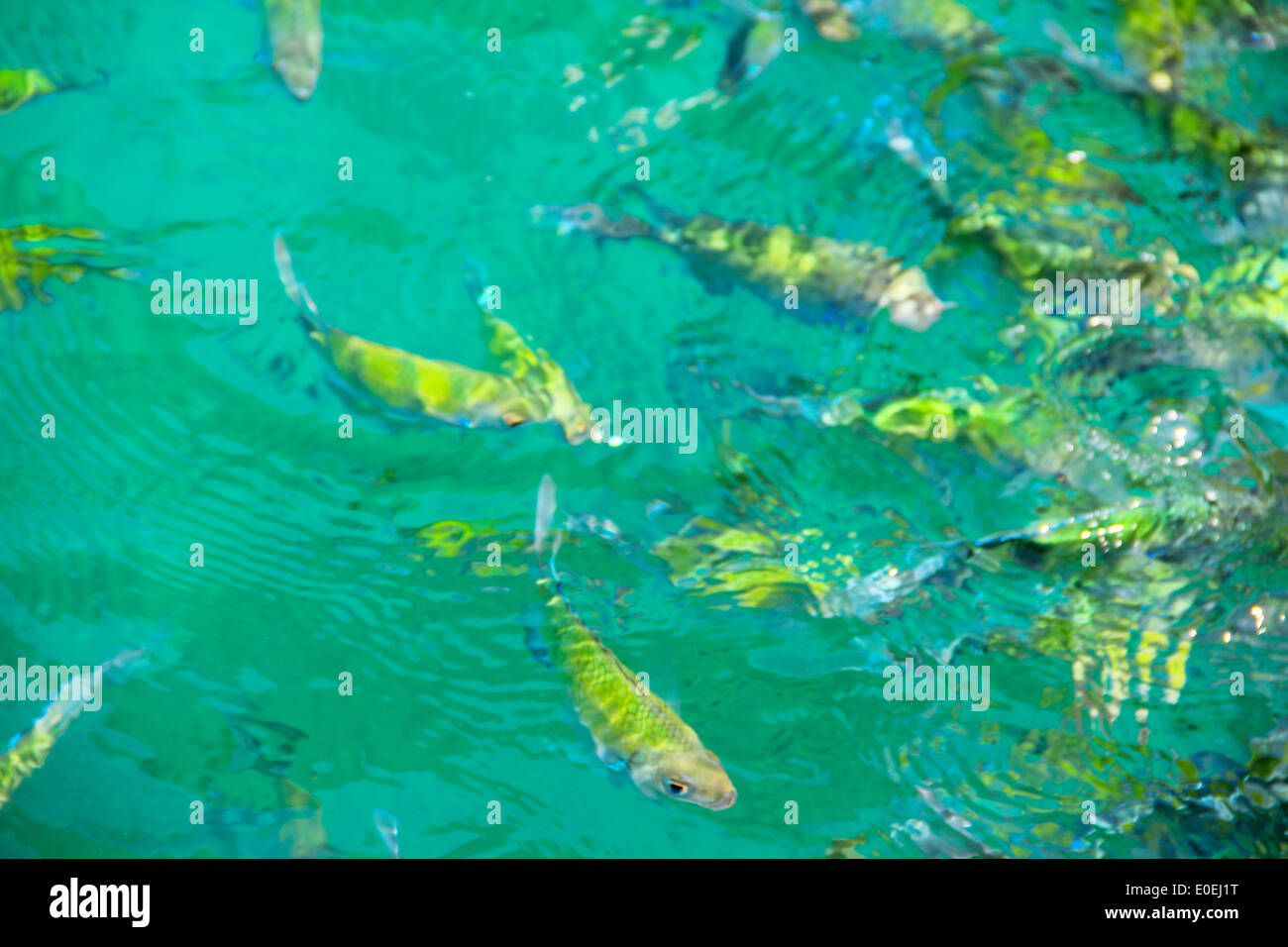 Photo of a tropical Fish in transparent blue sea water close-up Stock ...