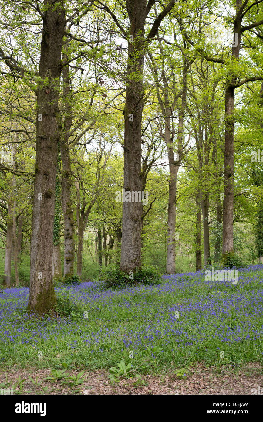 Bluebell woods kent hi-res stock photography and images - Alamy