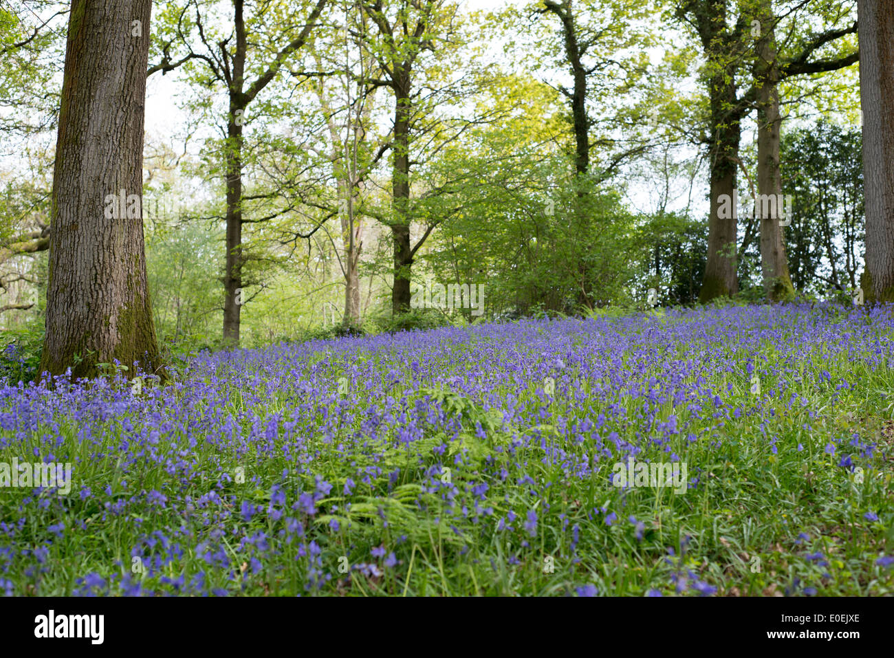 Bluebell woods kent hi-res stock photography and images - Alamy