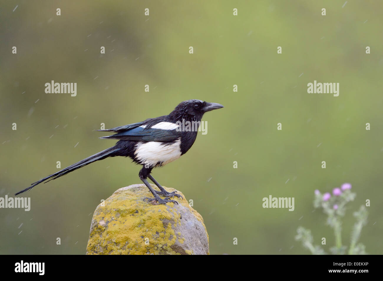 Magpie side view hi-res stock photography and images - Alamy