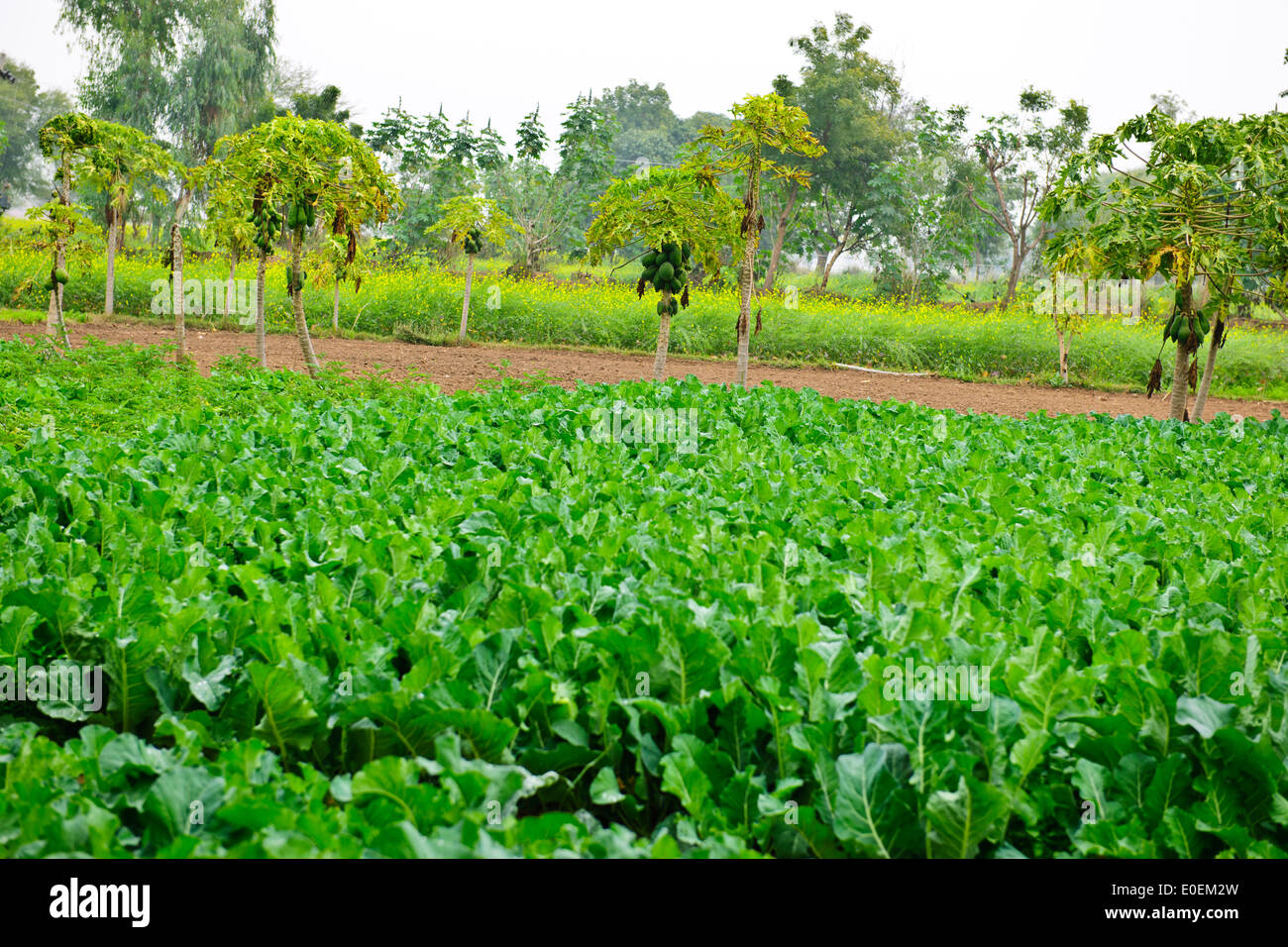 Ramathra Fort,Kalisil Dam Lake, Fishermen,Vegetable Garden,Papayas ...