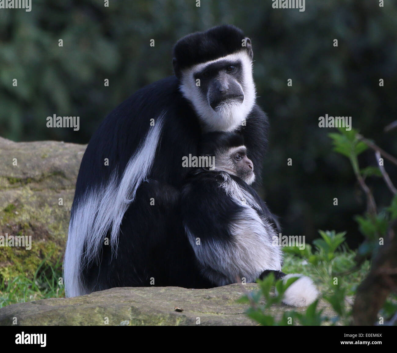 Closeup of a parent Mantled guereza with youngster (a.k.a. eastern ...