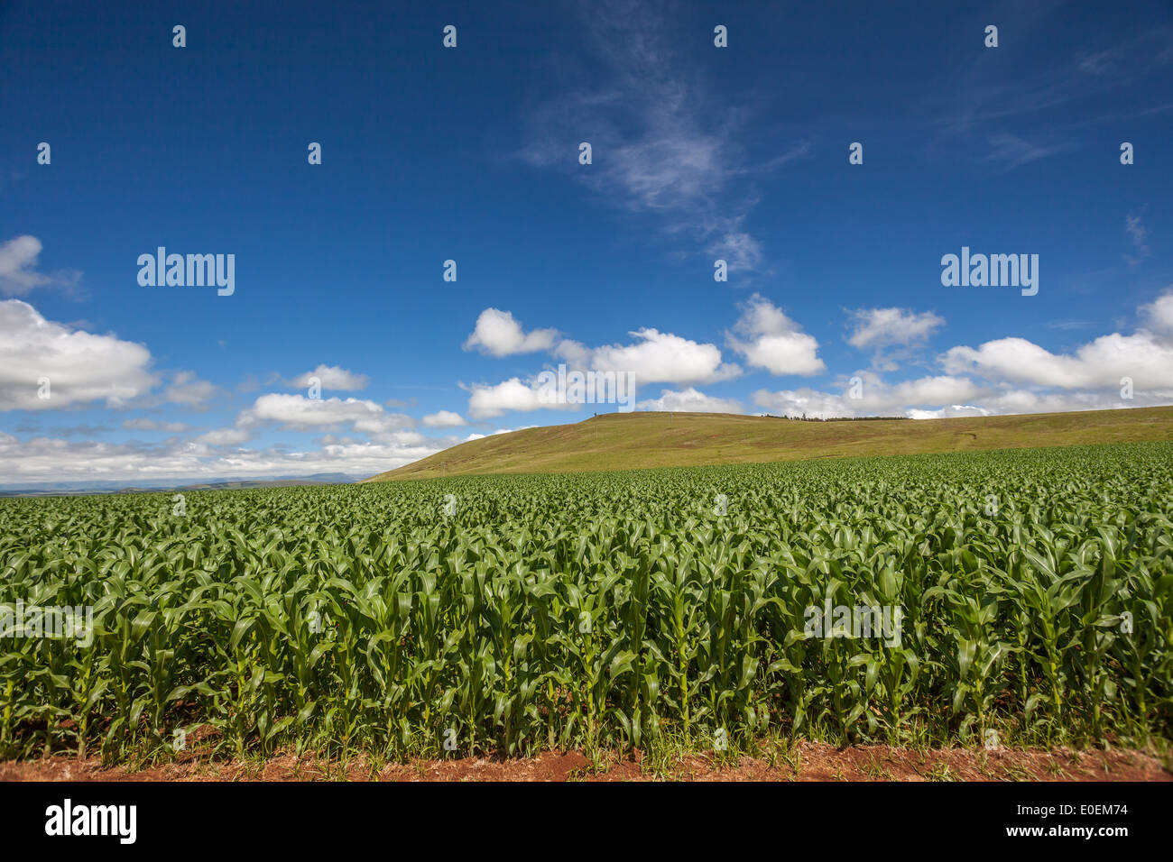 Food agriculture farm maize corn vegetable crops rural mountain ...