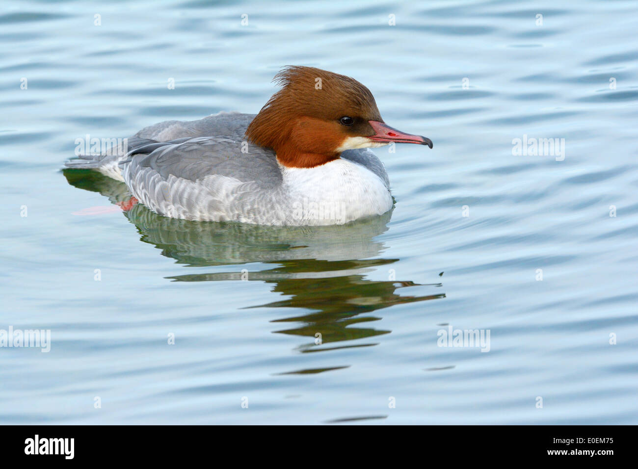Common merganser mergus merganser hi-res stock photography and images ...