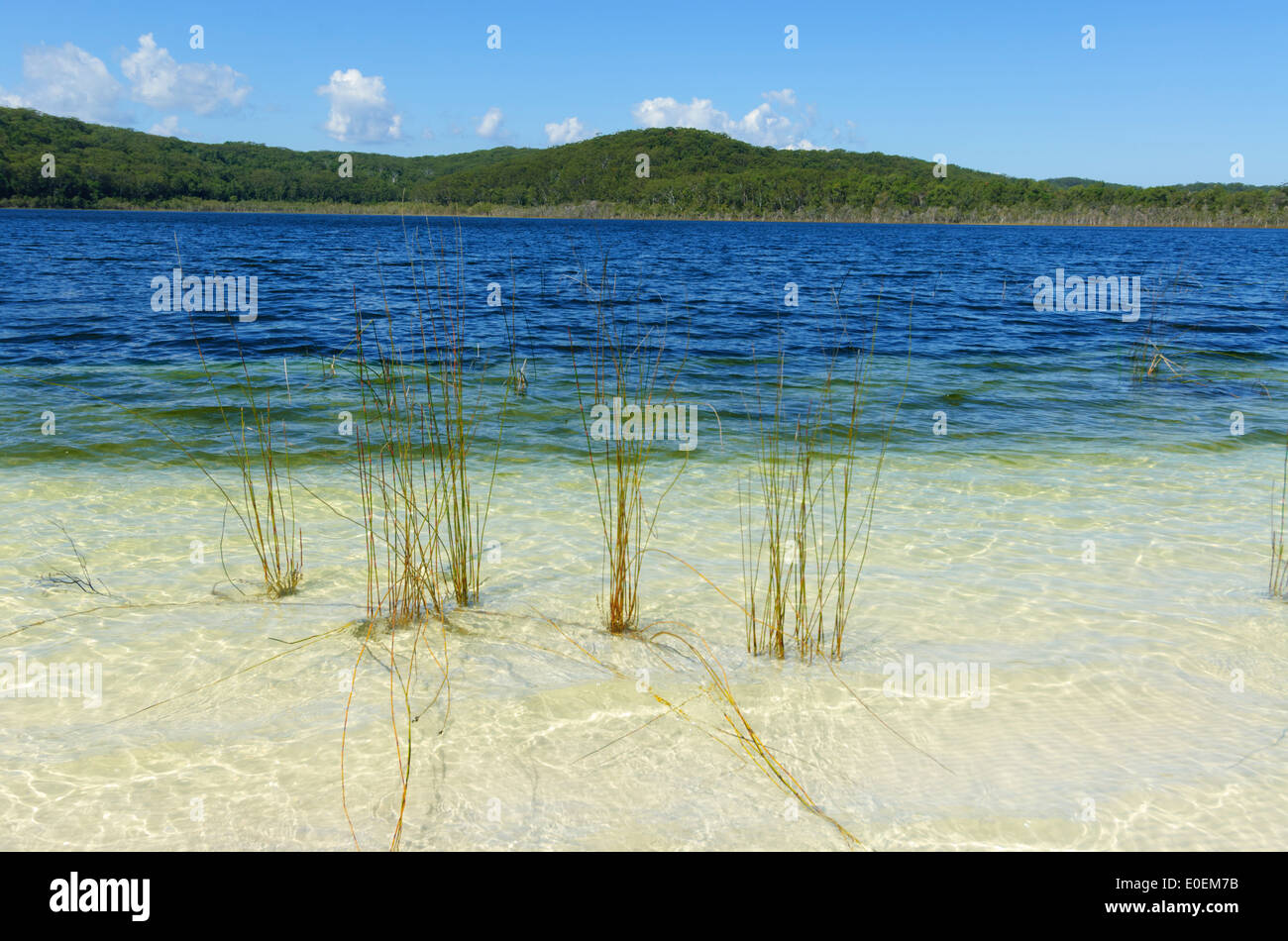 Lake Birrabeen, Fraser Island, Queensland, QLD, Australia Stock Photo ...