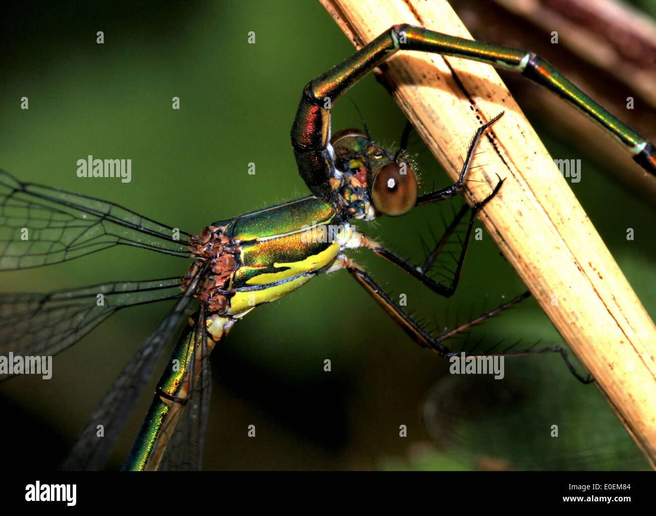 Female Green Emerald Damselfly (Lestes viridis) aka Willow Emerald ...