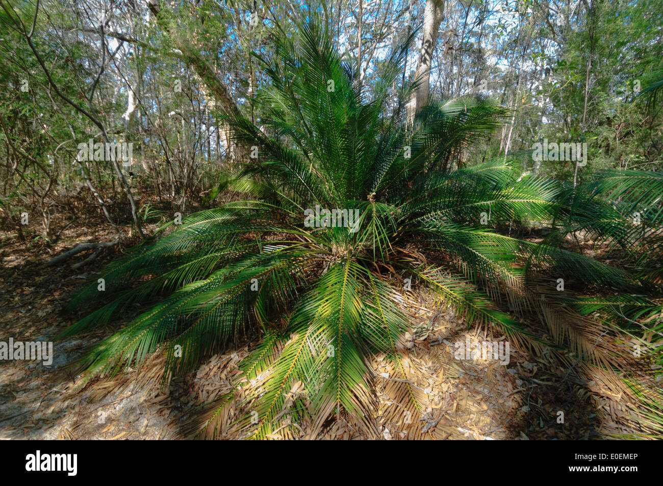 Australian ferns hi-res stock photography and images - Alamy