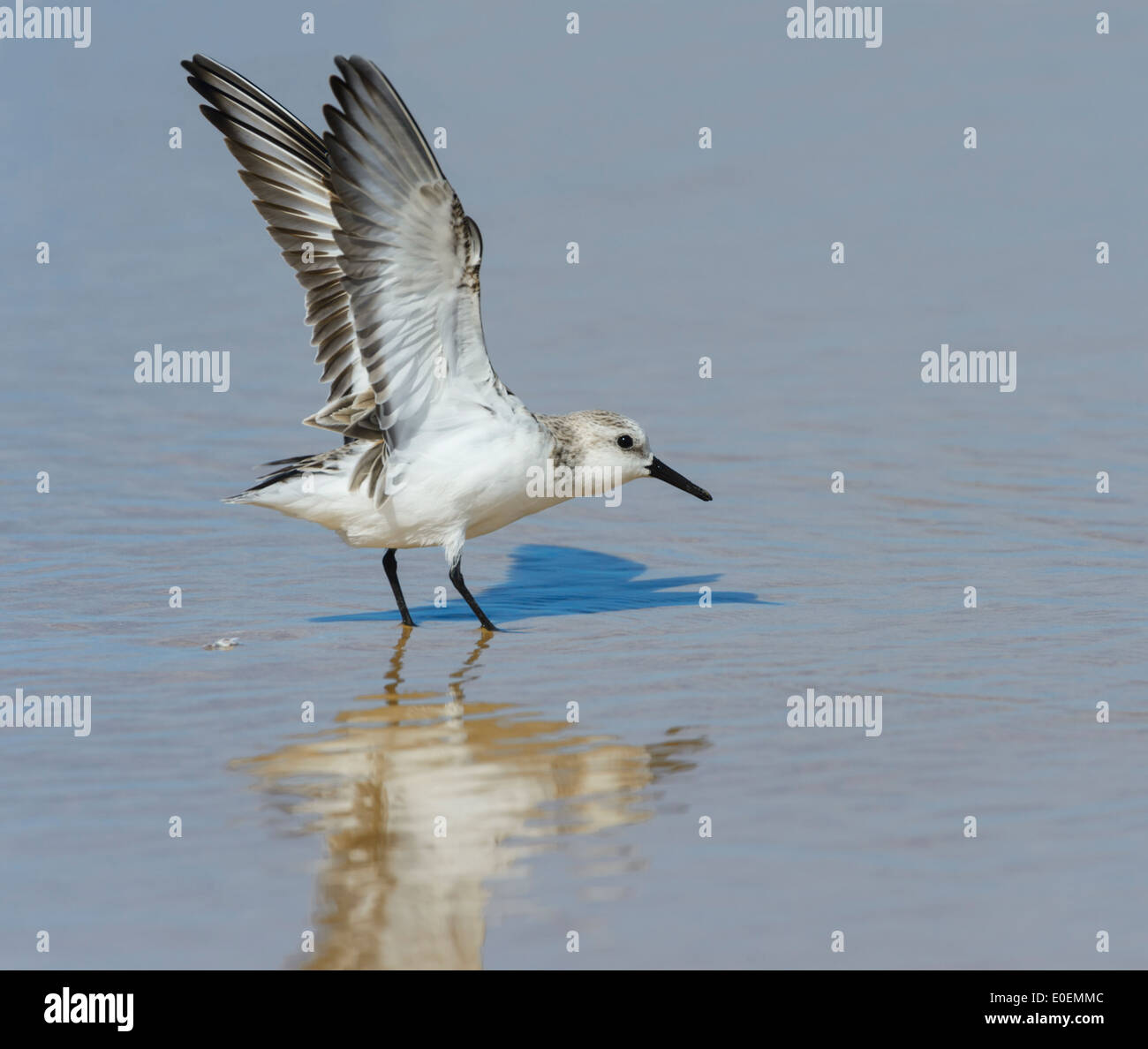 Australian waders hi-res stock photography and images - Alamy