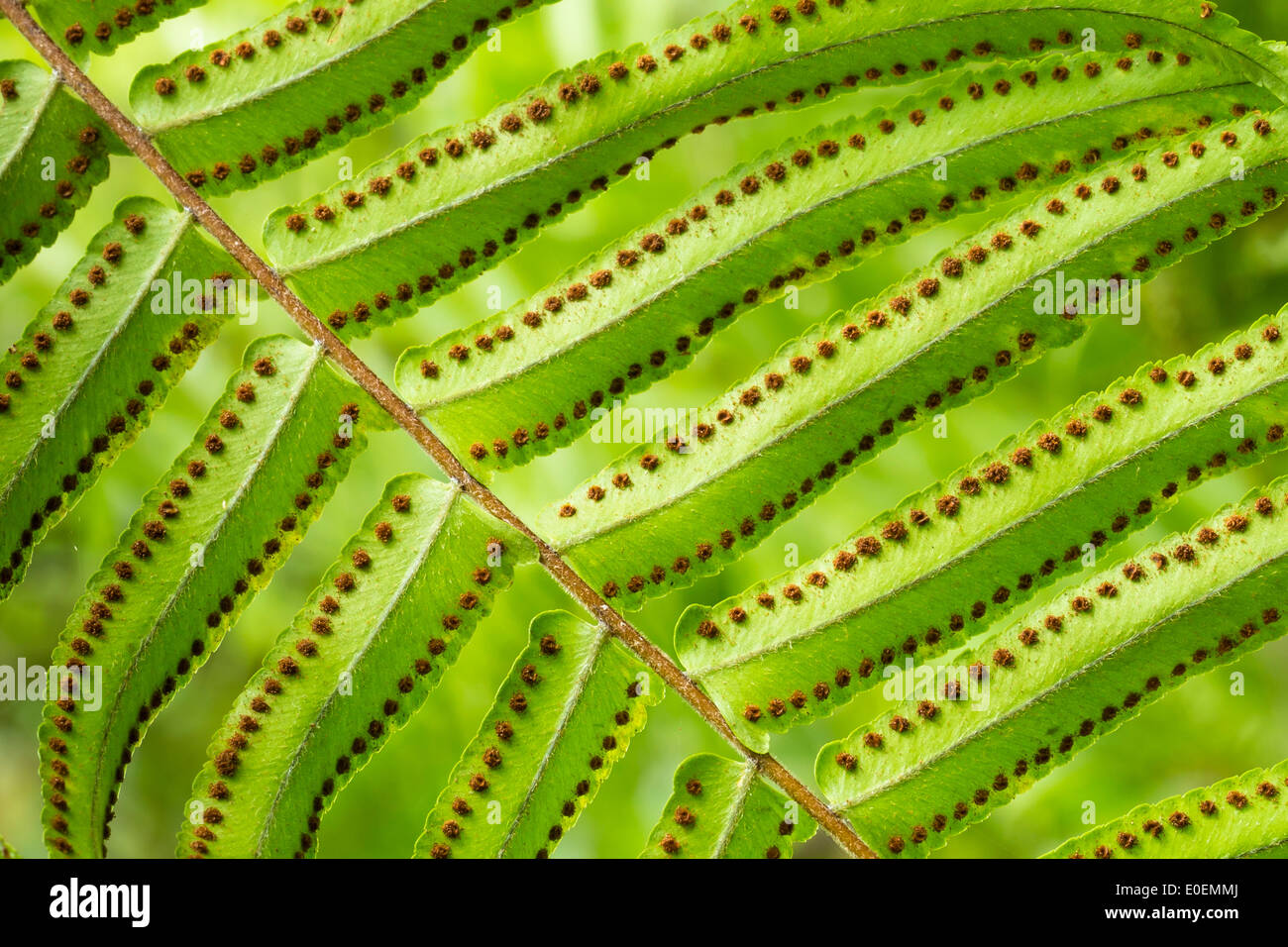 Spore fern hi-res stock photography and images - Alamy