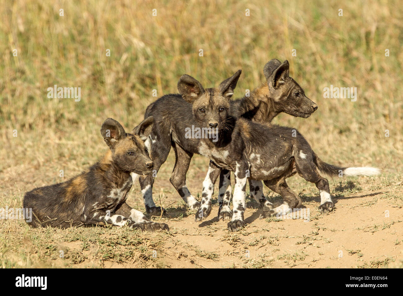 Three Wild Dog pups at the den, Laikipia Kenya Africa Stock Photo - Alamy