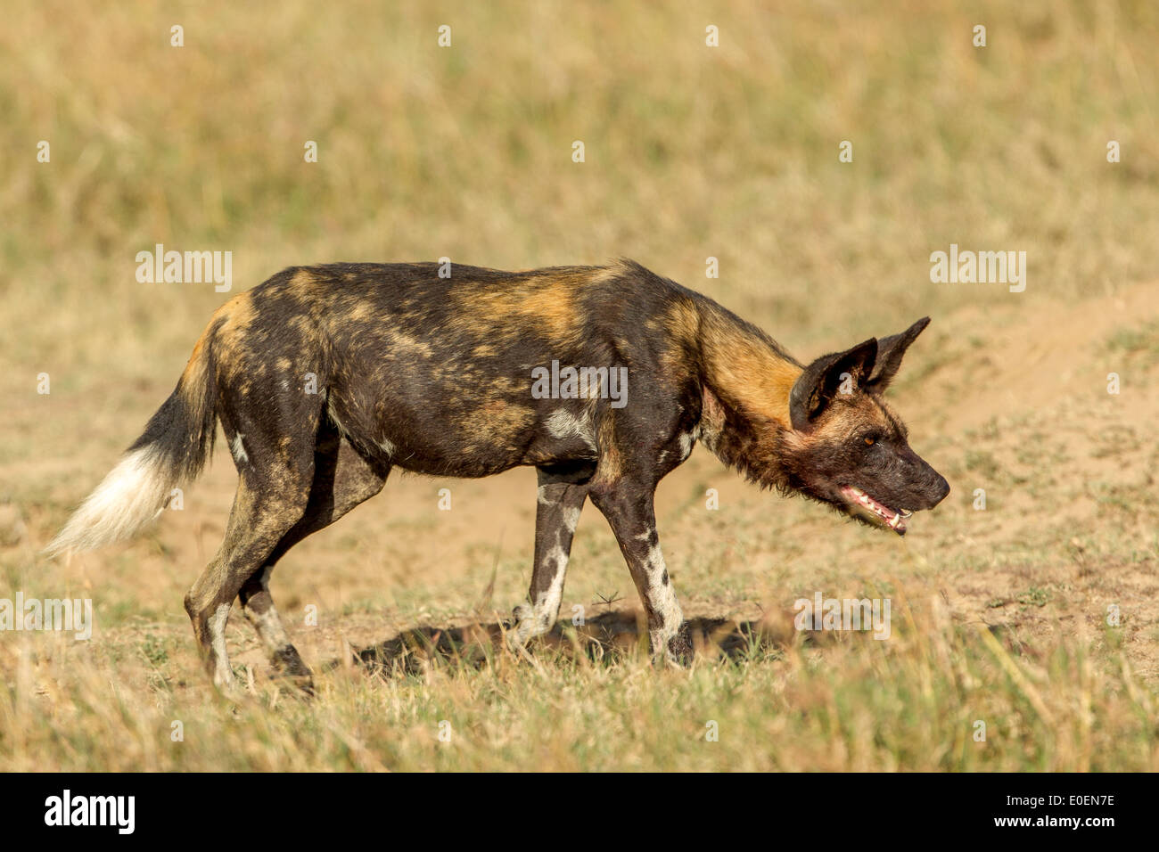 Approaching den hi-res stock photography and images - Alamy