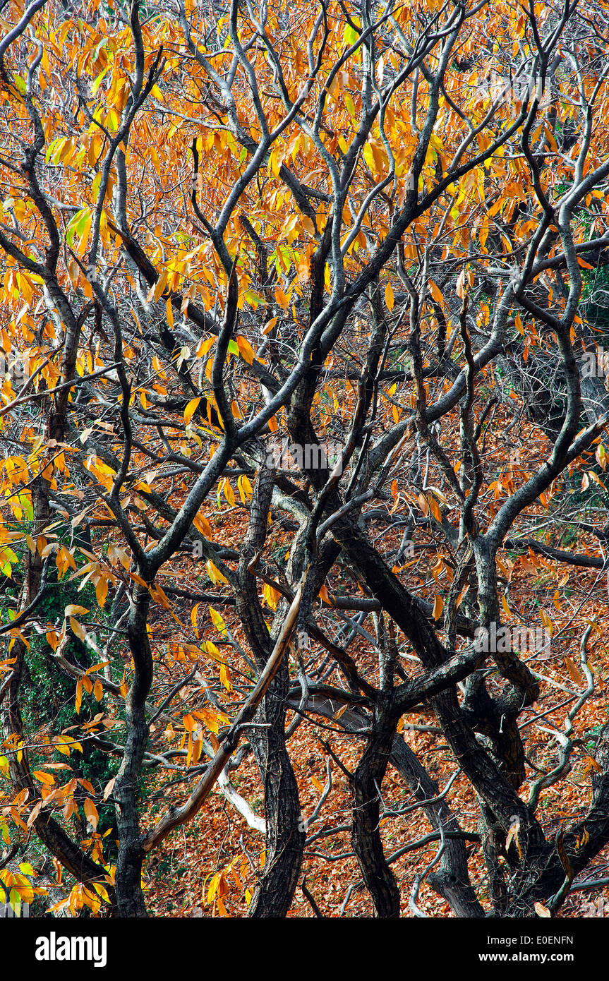Chestnut forest with fall foliage Stock Photo - Alamy