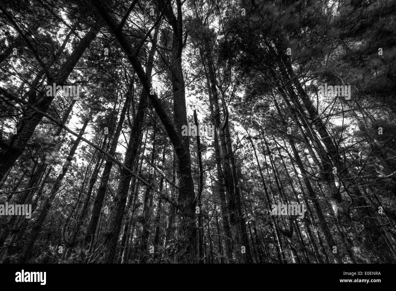 Black latina Black and White Stock Photos & Images - Alamy